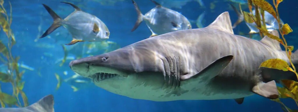 Sorprendentes animales marinos al borde de la extinción - SOS PLANETA